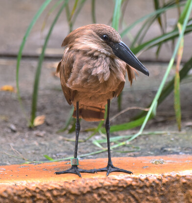 Hammerkopf | Zoo Köln